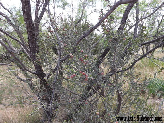 Tales From The Ranch: Introducing Opuntia leptocaulis | The Texas ...