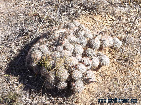 Tales From The Ranch: Mystery Cactus | The Texas Triffid Ranch
