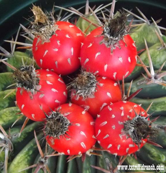 Killing Rumors, One Experiment At A Time | The Texas Triffid Ranch