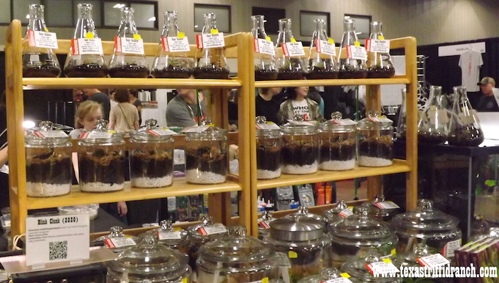 The Aftermath: NARBC Arlington Spring 2020 – 2 | The Texas Triffid Ranch