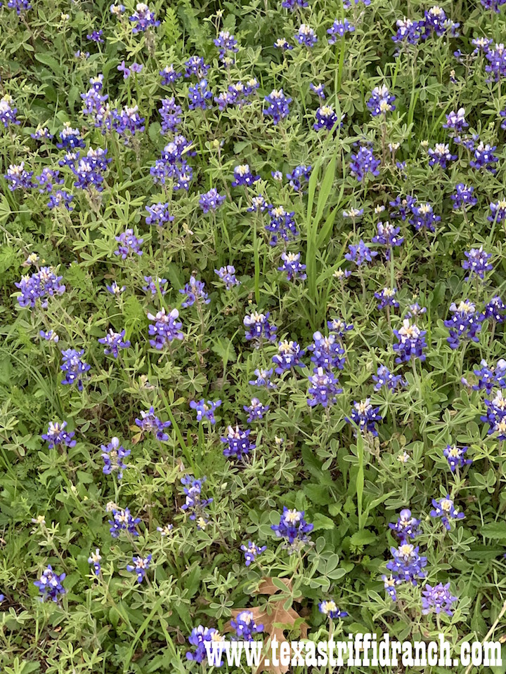 Bluebonnet Season 2020 – 2 | The Texas Triffid Ranch